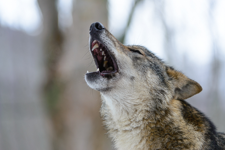 Workshop de fotografia de llop | Agencia de viajes para fotógrafos de ...