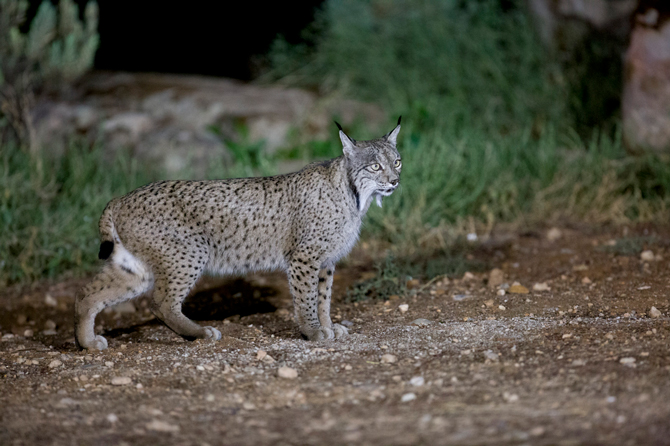 Iberian lynx hide all year round | Agencia de viajes para fotógrafos de ...